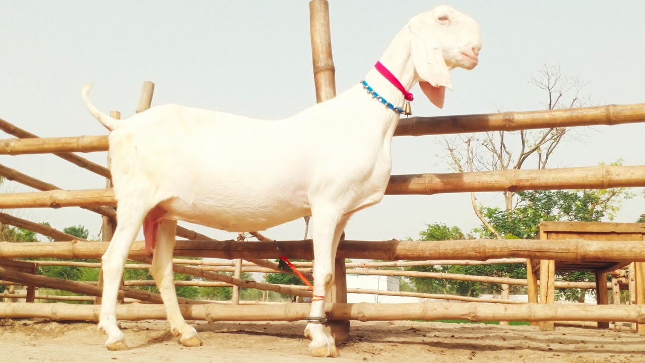 top class pior rajan pori goats 03114787774 May 30, 2022 Public ...