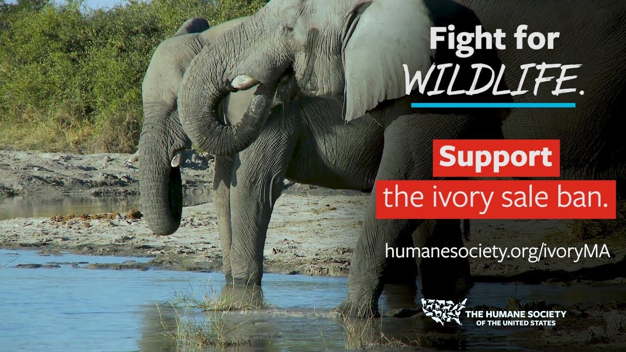 Investigation reveals undocumented ivory found in Massachusetts - YouTube