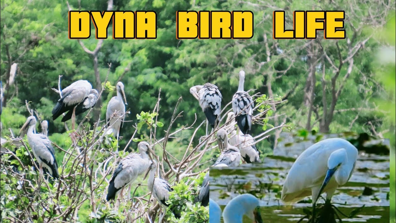 DY BIRD NATURAL#birds #birdhome #baby #nature #wildlife #wildlife - YouTube