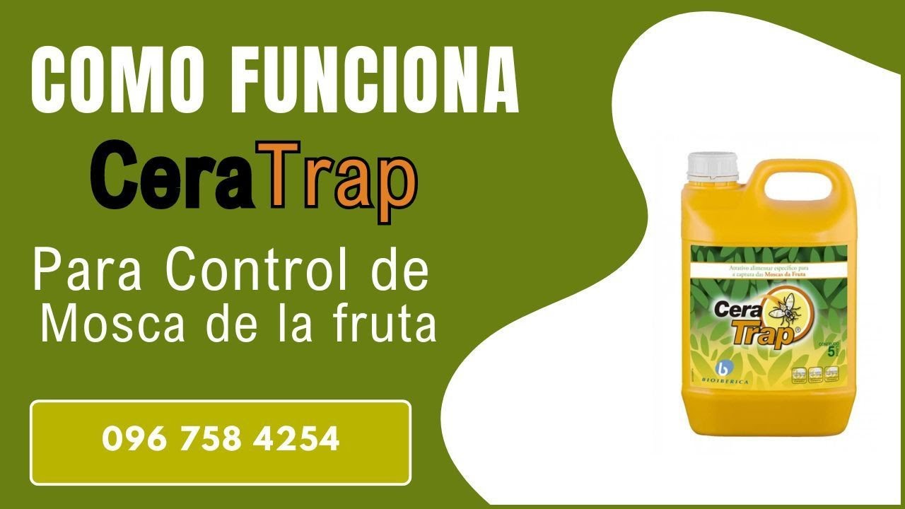 Como funciona el Cera Trap para control de Mosca de la Fruta - YouTube