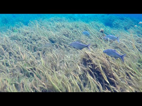 Naked and Afraid's Darrin Reay on a Life Survival River Adventure - YouTube