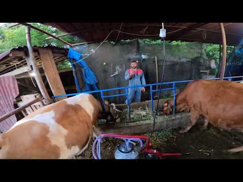 BU SÜTLER NEREDEN GELİYOR  - Süt Sağıyoruz / Vlog 2