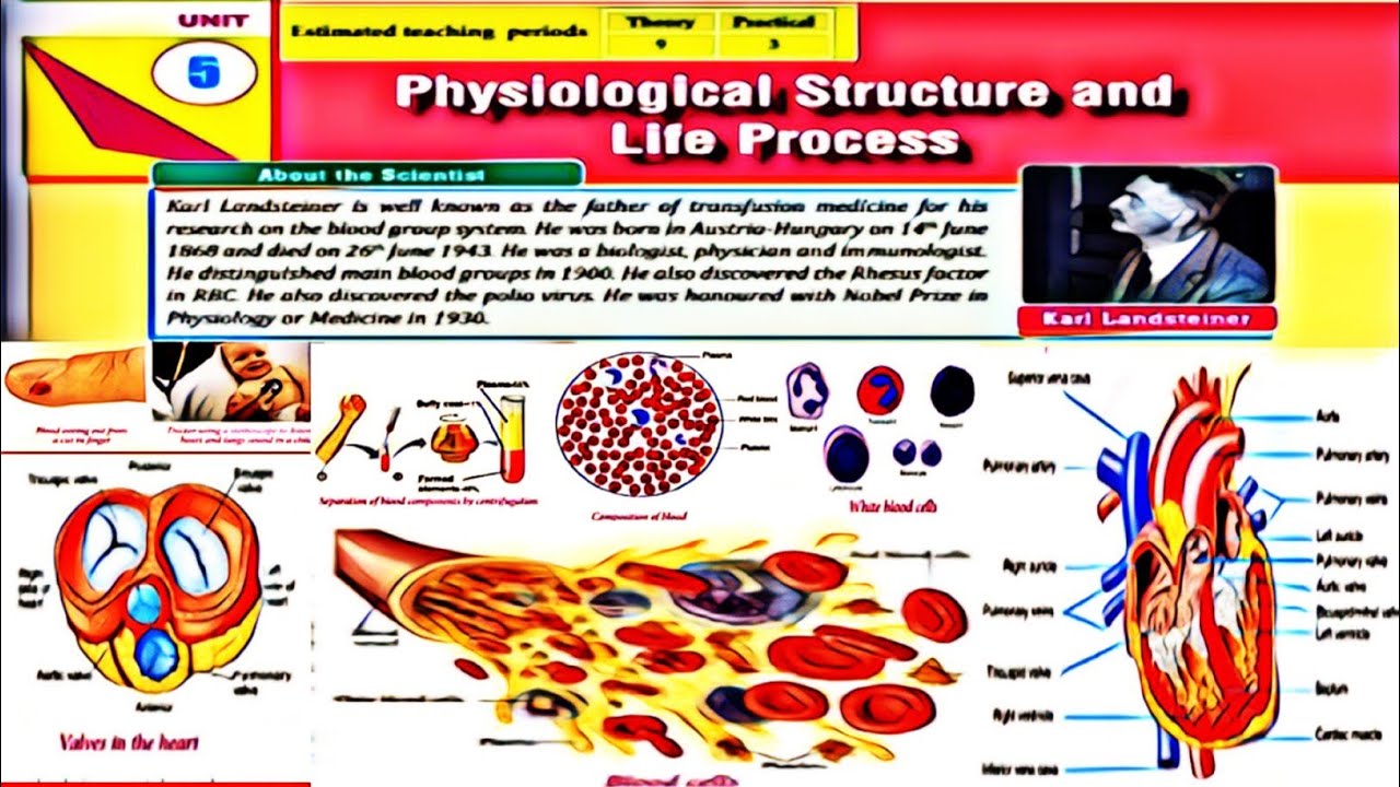 Physiological Structure and Life Process | class 10 science | chapter 5 ...
