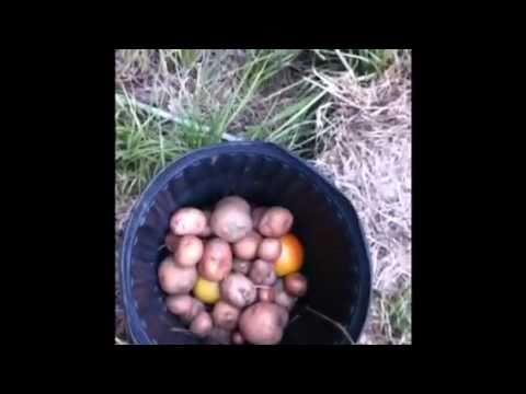Potato Harvest - Gleaning - YouTube