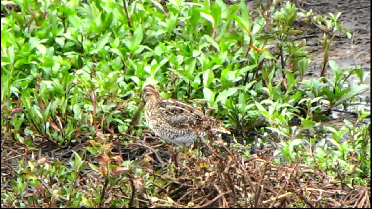 Noble Snipe- Gallinago nobilis- BIRDING BOGOTA - YouTube