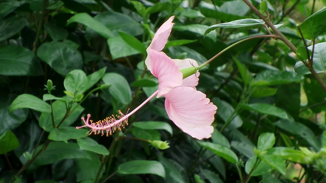 ชบาชมพู (Cha-baa Chom-poo) - Pink Shoe flower - YouTube