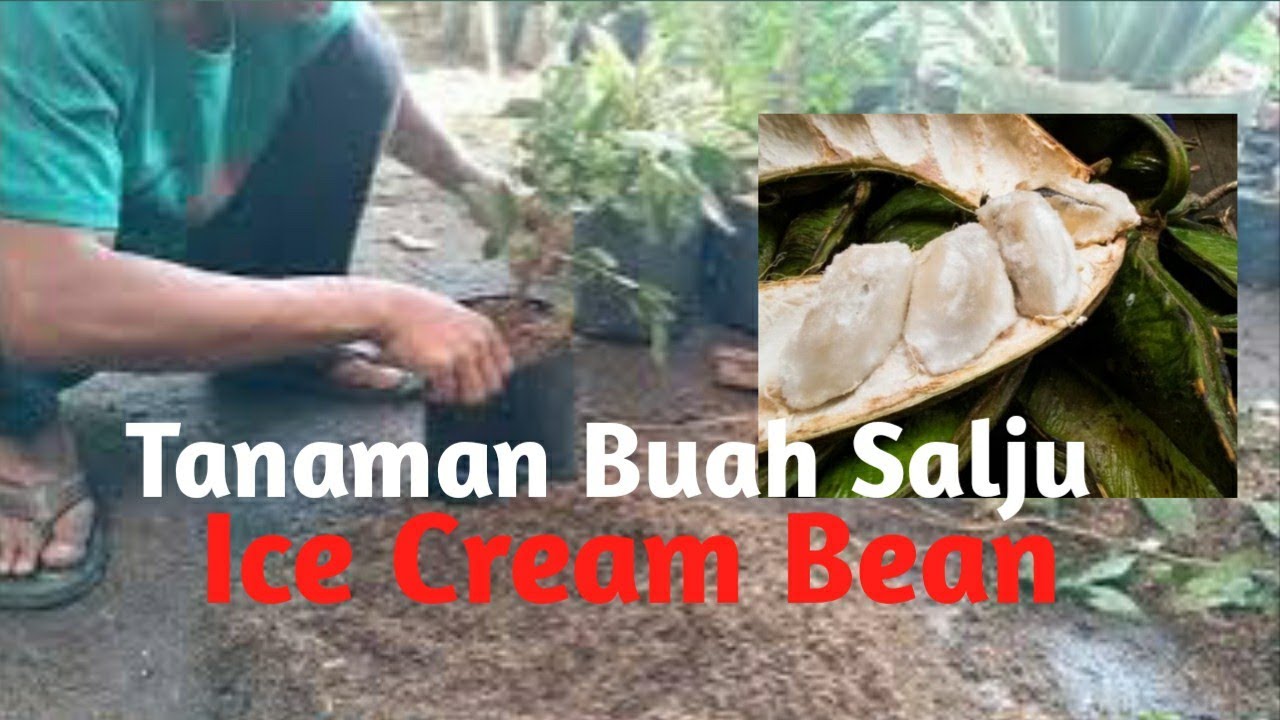 Menanam Tanaman Buah Salju di Pesisir Pantai: Tantangan dan Keajaiban ...
