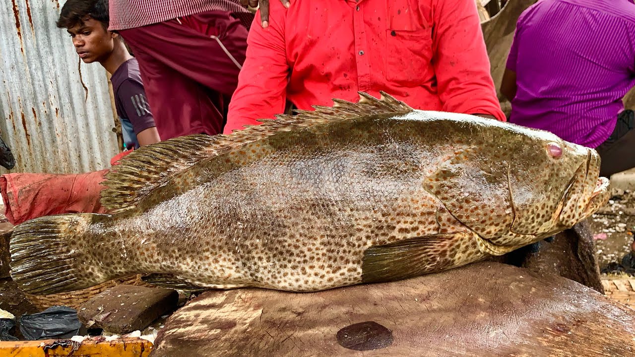 10 KG BIGGEST GROUPER FISH CUTTING🔪AMAZING BONELESS SKIN OUT CUTTING ...