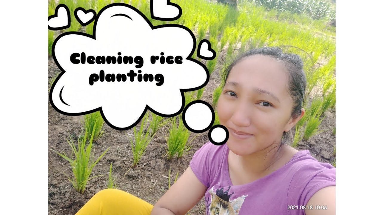 Cleaning Rice Planting|Farm Rice - YouTube
