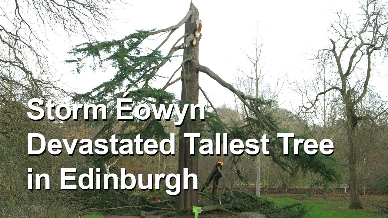 Storm Éowyn Devastated Tallest Tree in Edinburgh - YouTube