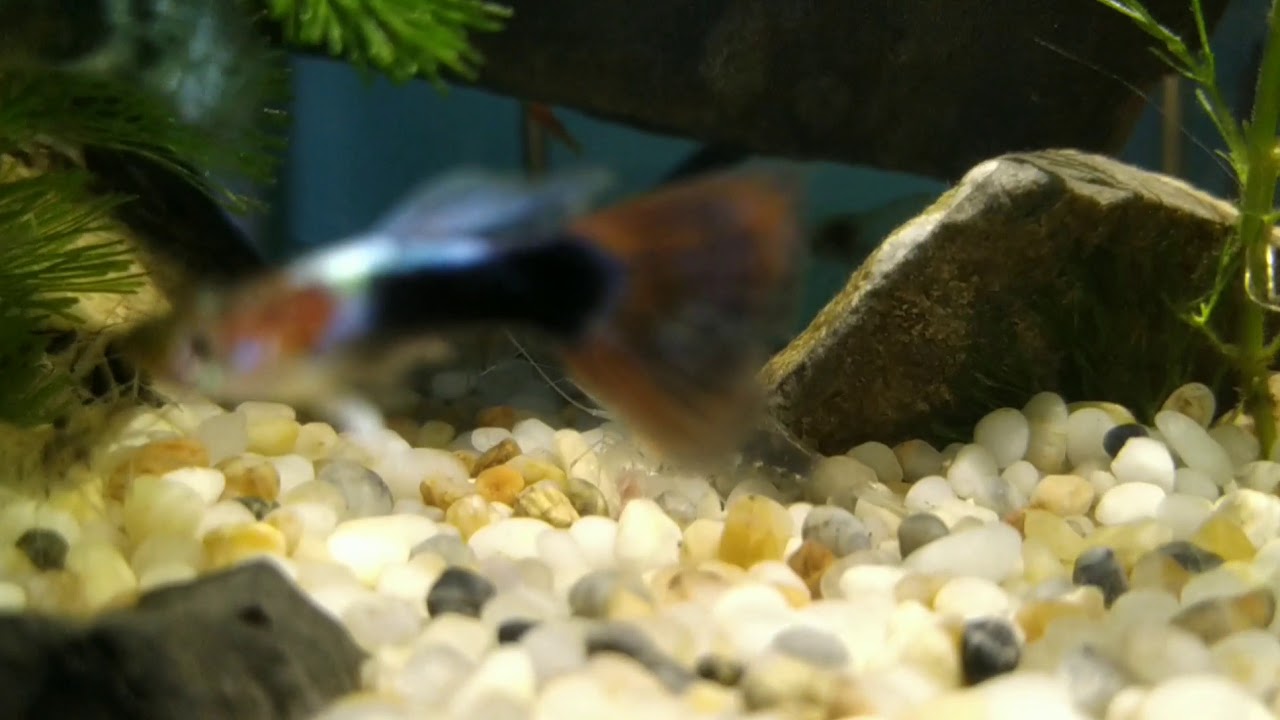 Happy Guppy - YouTube