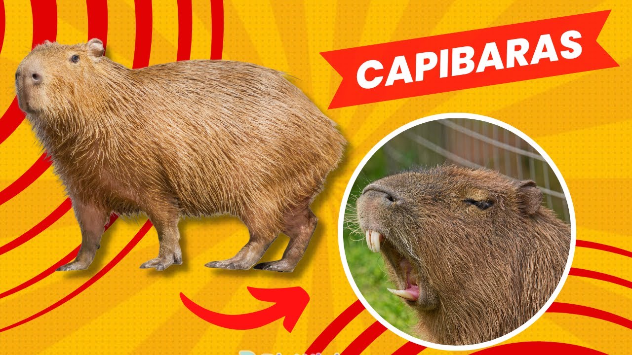 Todo sobre las capibaras - YouTube