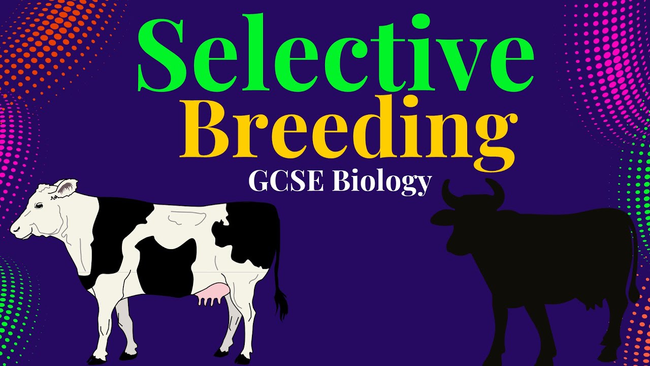 GCSE BIOLOGY SELECTIVE BREEDING - YouTube