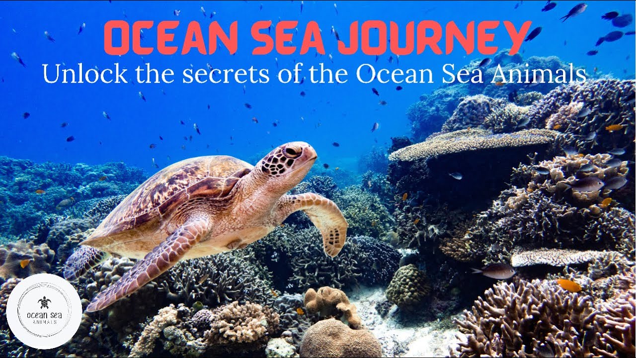Underwater Ocean Sea Animals - Soft & Gentle Calming Music - For Deep ...