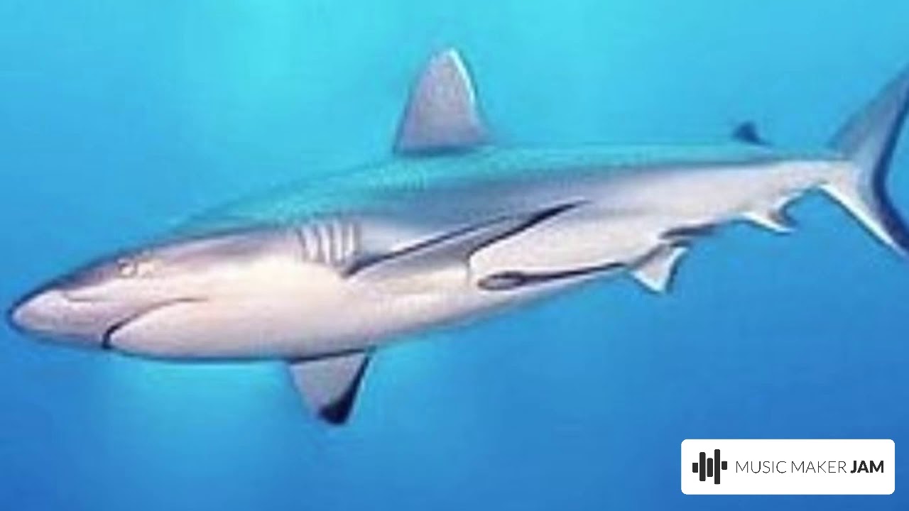 shark beat=shark TEAM - YouTube