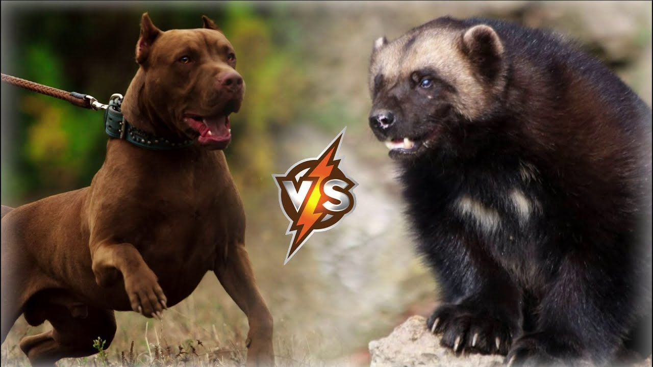 Pitbull VS Wolverine || Who is Stronger Fighting Dog or Wild Animal ...