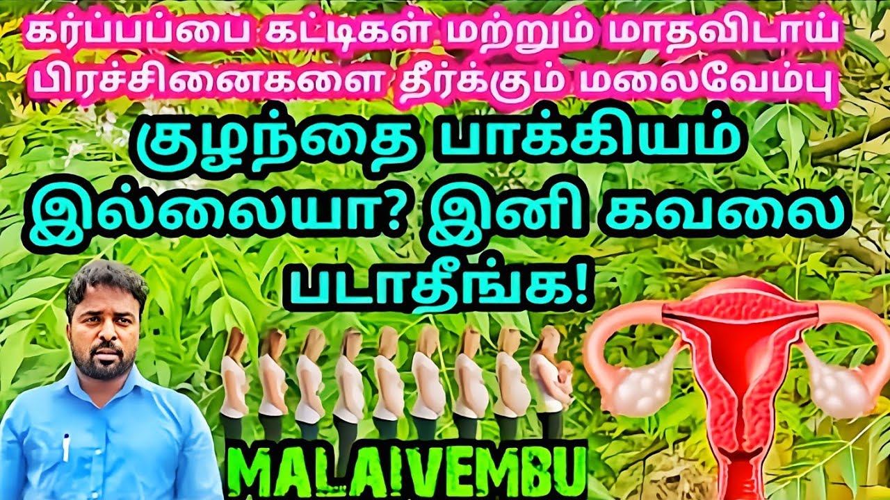 Malai vembu for pregnancy/malaivembu benefits in tamil/malaivembu for ...