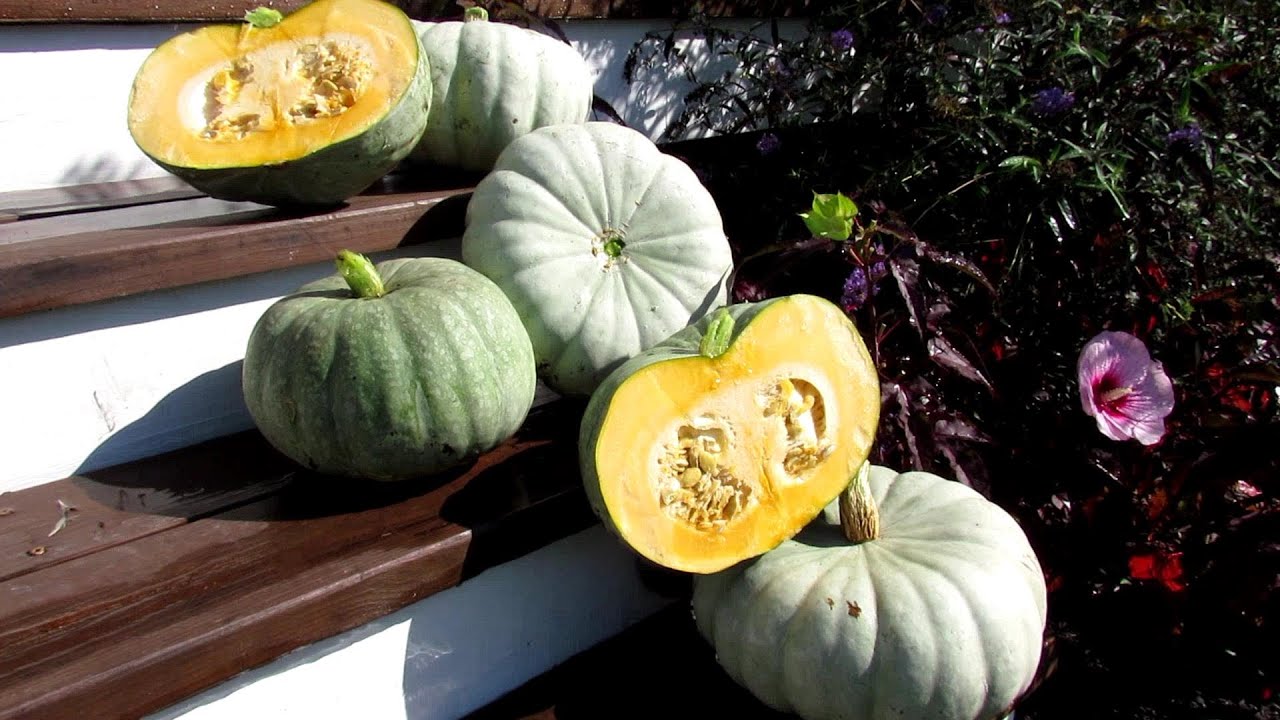 The Perfect 8-10 Pound Pumpkin for Decoration and Eating: The 2020 AAS ...