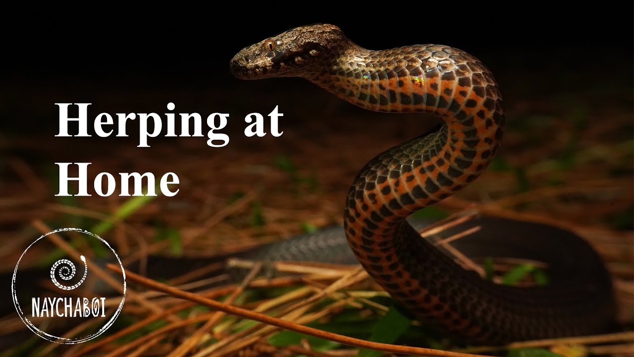 Herping at Home: Filming and Photographing Local Snakes - YouTube