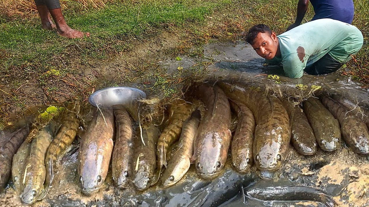 Top Videos: Unique Fishing - Fishing Technology - Harvesting fish on ...