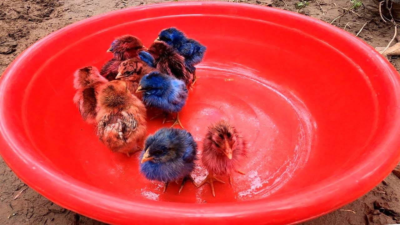 Rainbow Chickens, Colorful Chickens, Baby Chickens, Catch Cute Chickens ...