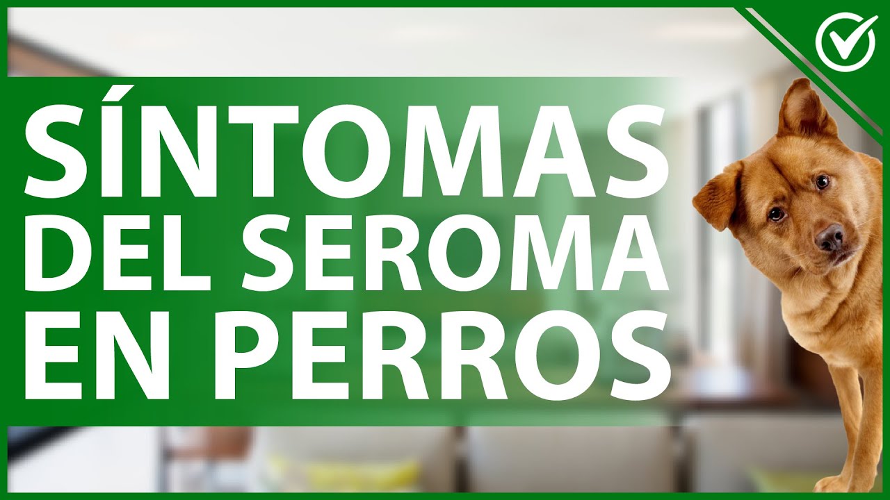 🐶 ¿Cuáles son los Síntomas del Seroma en Perros? - El mejor Tratamiento ...