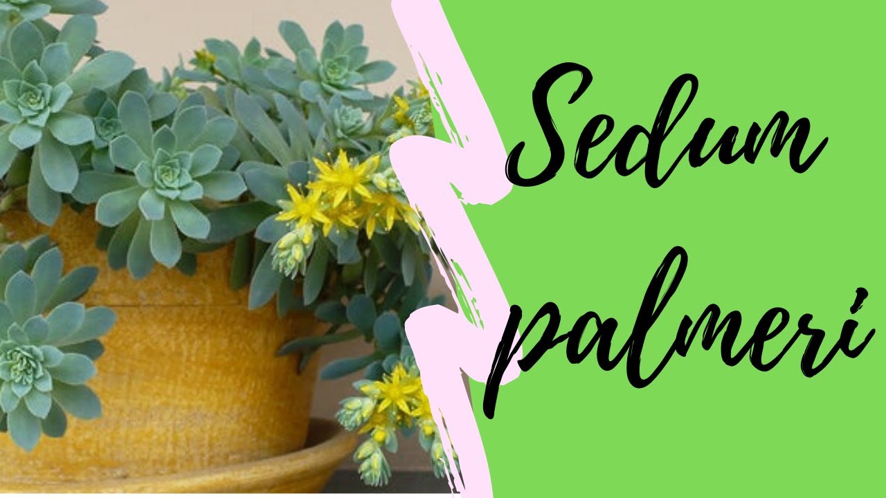 Sedum palmeri. Propagación y cuidados - YouTube