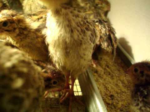 Putpelės 7 ir 10 dienų II | www.putpele.lt - YouTube