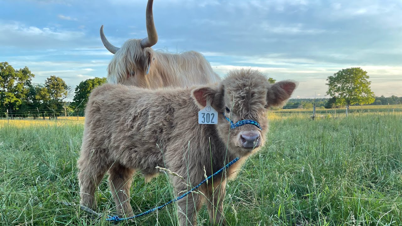 Doctoring Gertie - Scottish Highland Cow- Highland cattle care/ how to ...