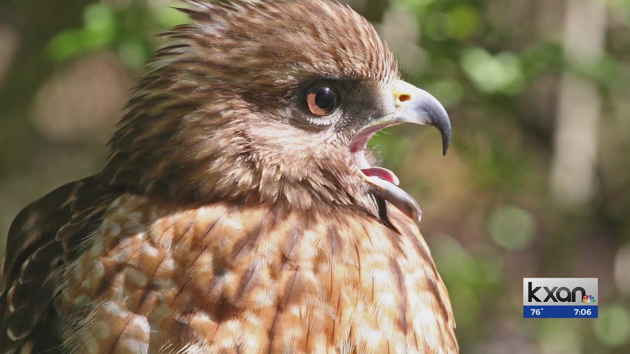 Raptors flock to Central Texas ahead of winter weather - YouTube