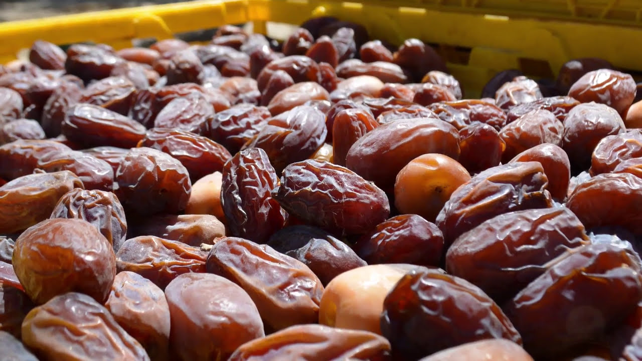 Dátil - Palma Datilera Intoducción al mundo del Dátil Vieyra Dates ...