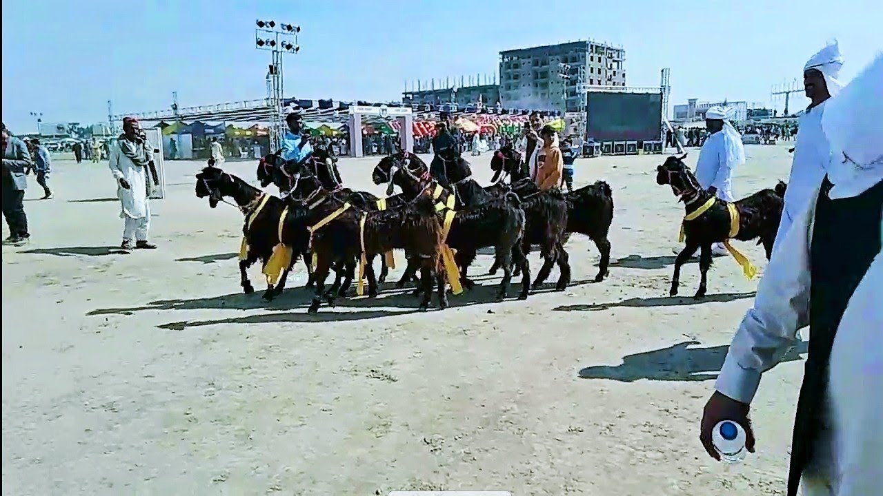 Nachi Goats Of Punjab | Natural Dancing Goats | Amazing Creature by ...