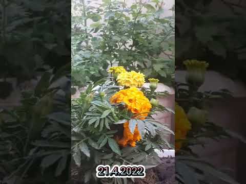 Güçlü Soydemir Hayret nasıl yaşıyorum