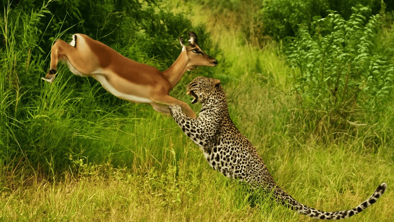 Leopard Hunt Compilation – Rare Predator Attacks | Untamed Battles - YouTube