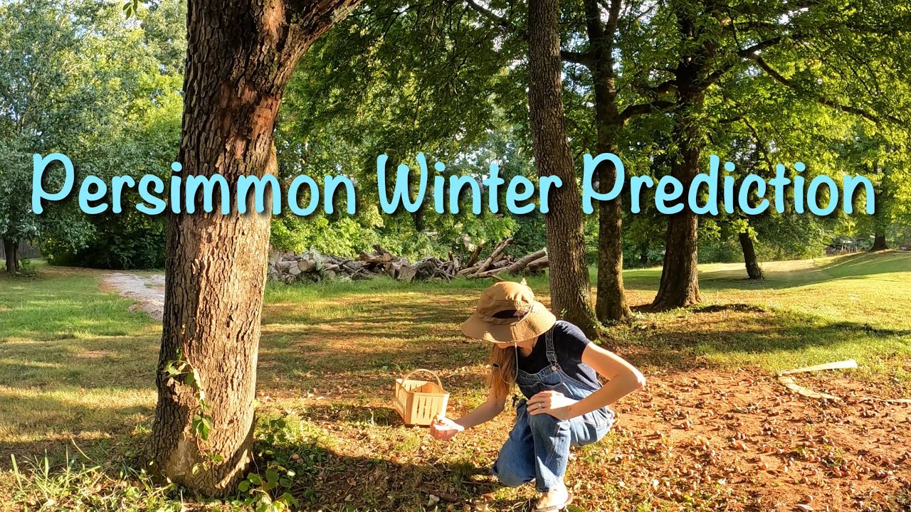 What does the Persimmon say about the upcoming Winter?? | Vlog - YouTube