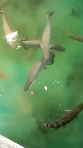 Arapaima Fish Farm,, Kerala, Moovattupuzha - YouTube