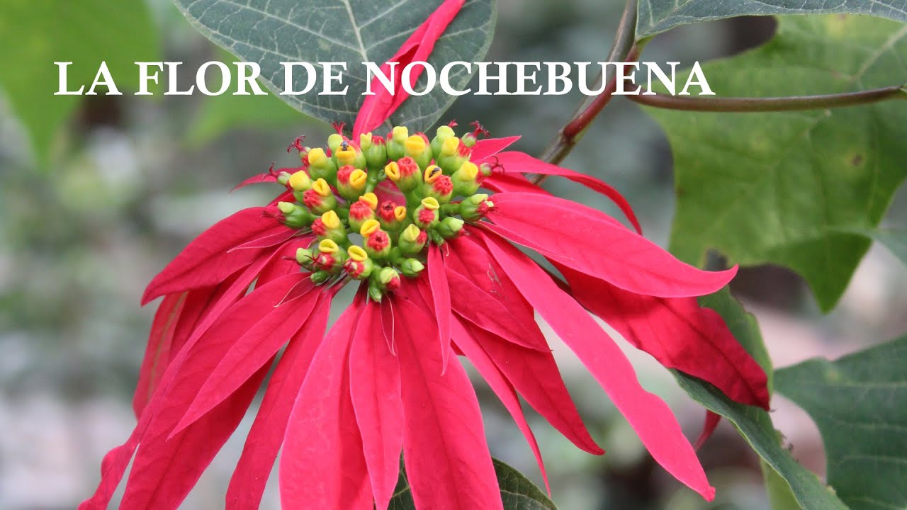 LA FLOR DE NOCHEBUENA (Euphorbia Pulcherrima) - YouTube