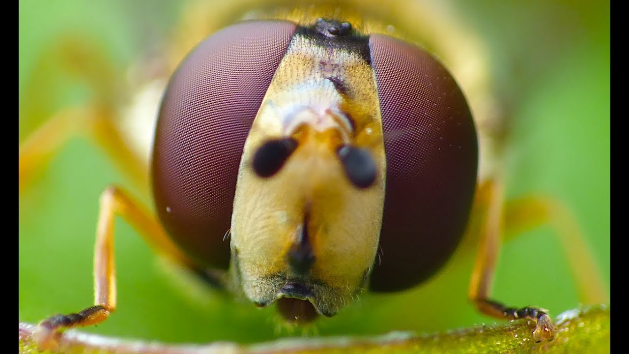 Hoverfly - Macro Videography - Panasonic Lumix + Raynox DCR-250 - Macro Shots - YouTube