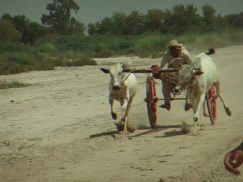 Bailgadi race,,😢(1) - YouTube