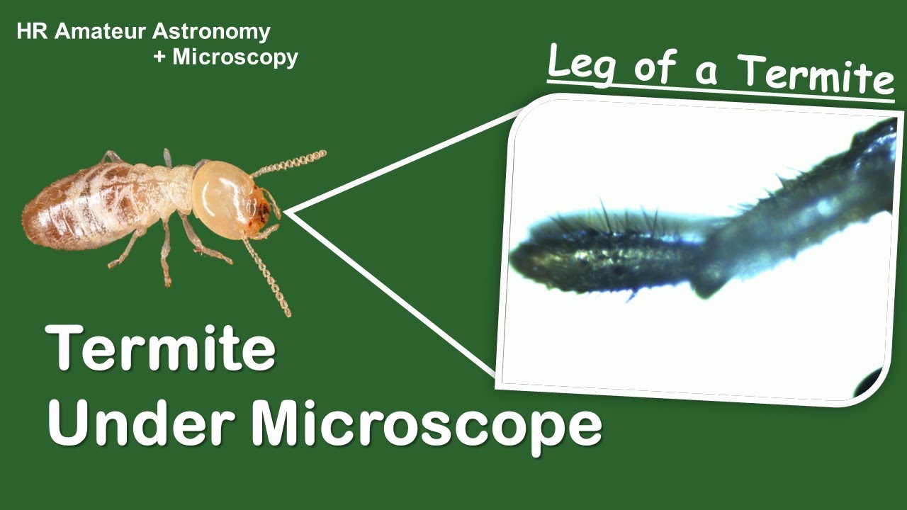 Termite Under Microscope - YouTube