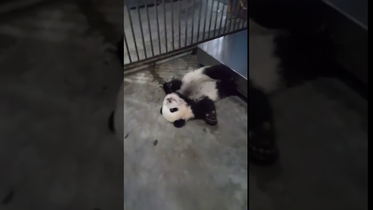 憤怒熊貓襲擊人類 Angry Panda Attack Human so Cute - YouTube