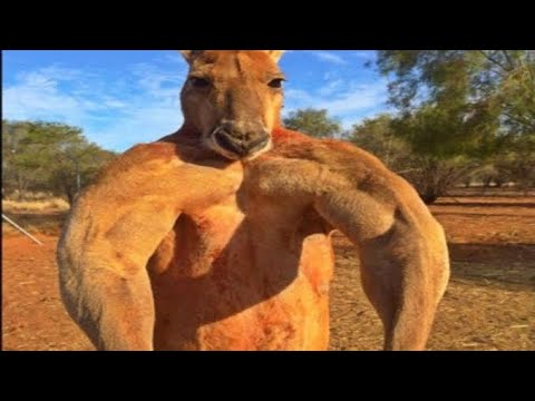 Cangurú bombado - Pumped Kangaroo - YouTube