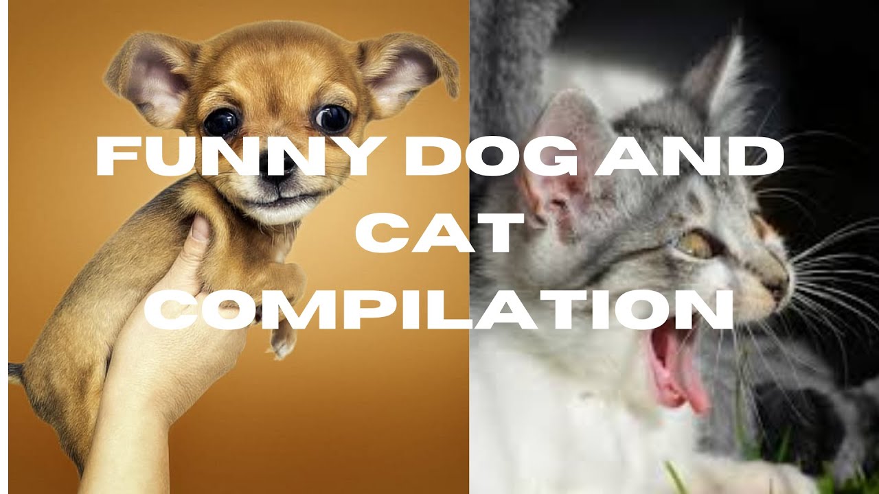 HILARIOUS DOG AND CAT COMPILATION (TRY NOT TO LAUGH) - YouTube