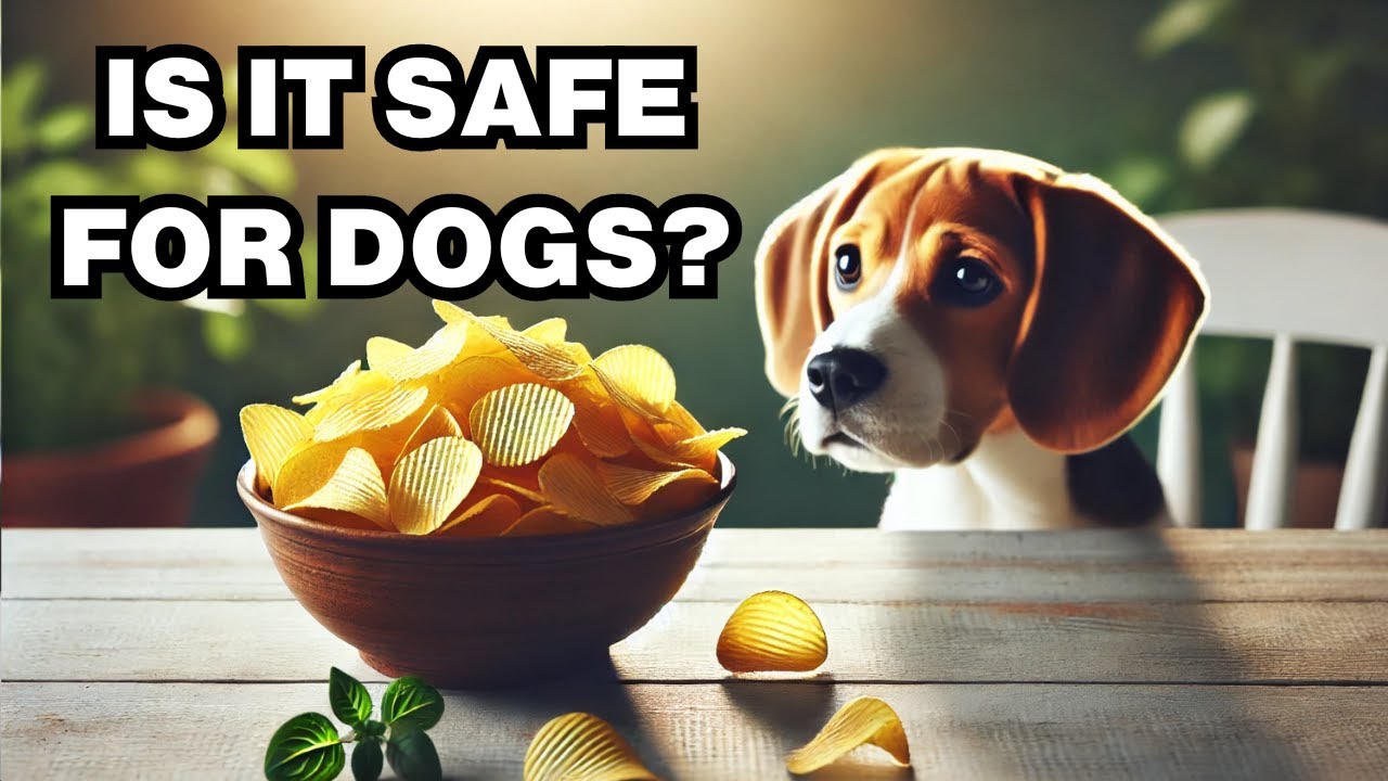 Can Dogs Eat Potato Chips? Explained - YouTube