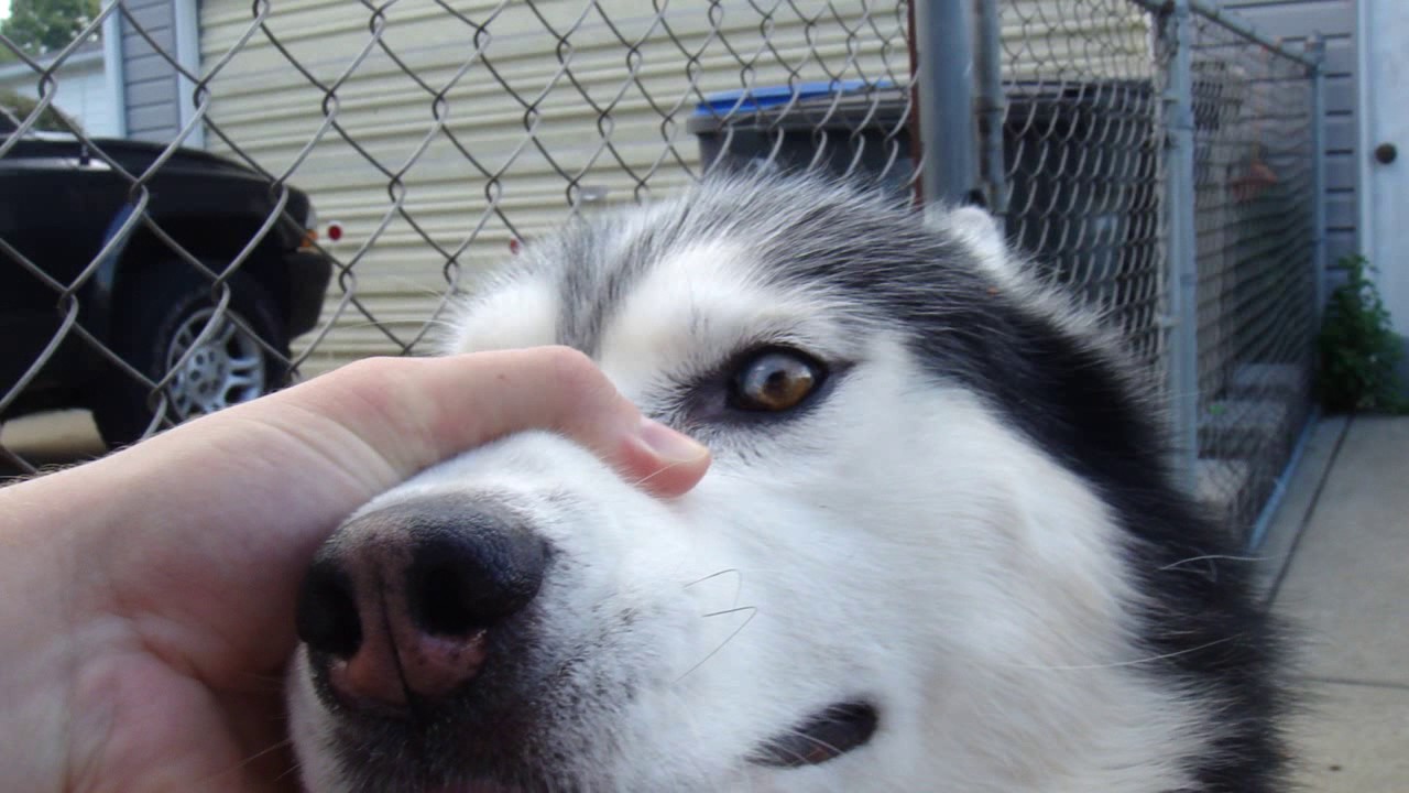 Tiny Orange Spider On A Husky's Head - YouTube