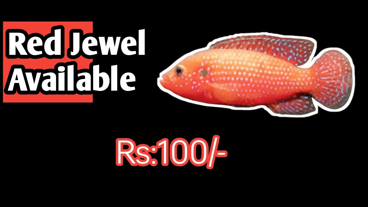# Red Jewel Fish Pair Available # - YouTube