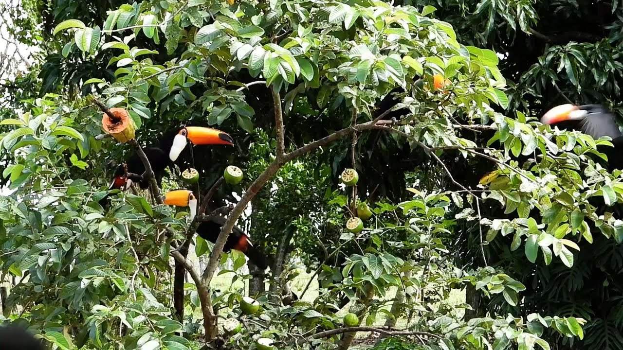 TOCO-TOUCAN flock competing for food (RAMPHASTOS TOCO), TUCANUÇU ...