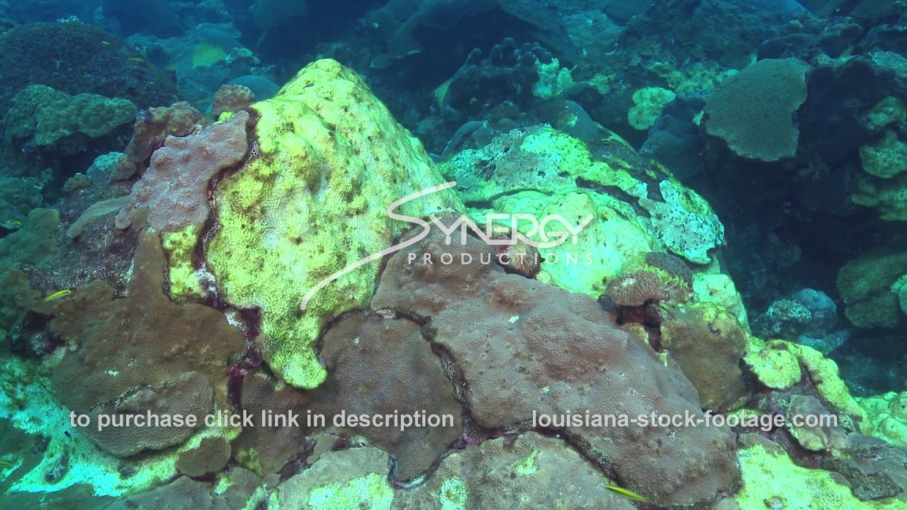 984 unhealthy coral dying coral from massive coral die off stock ...