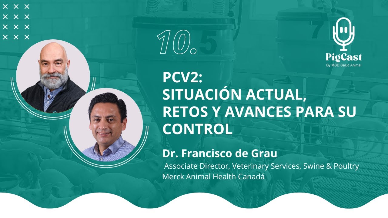 PCV2: Situación actual, retos y avances para su control - YouTube