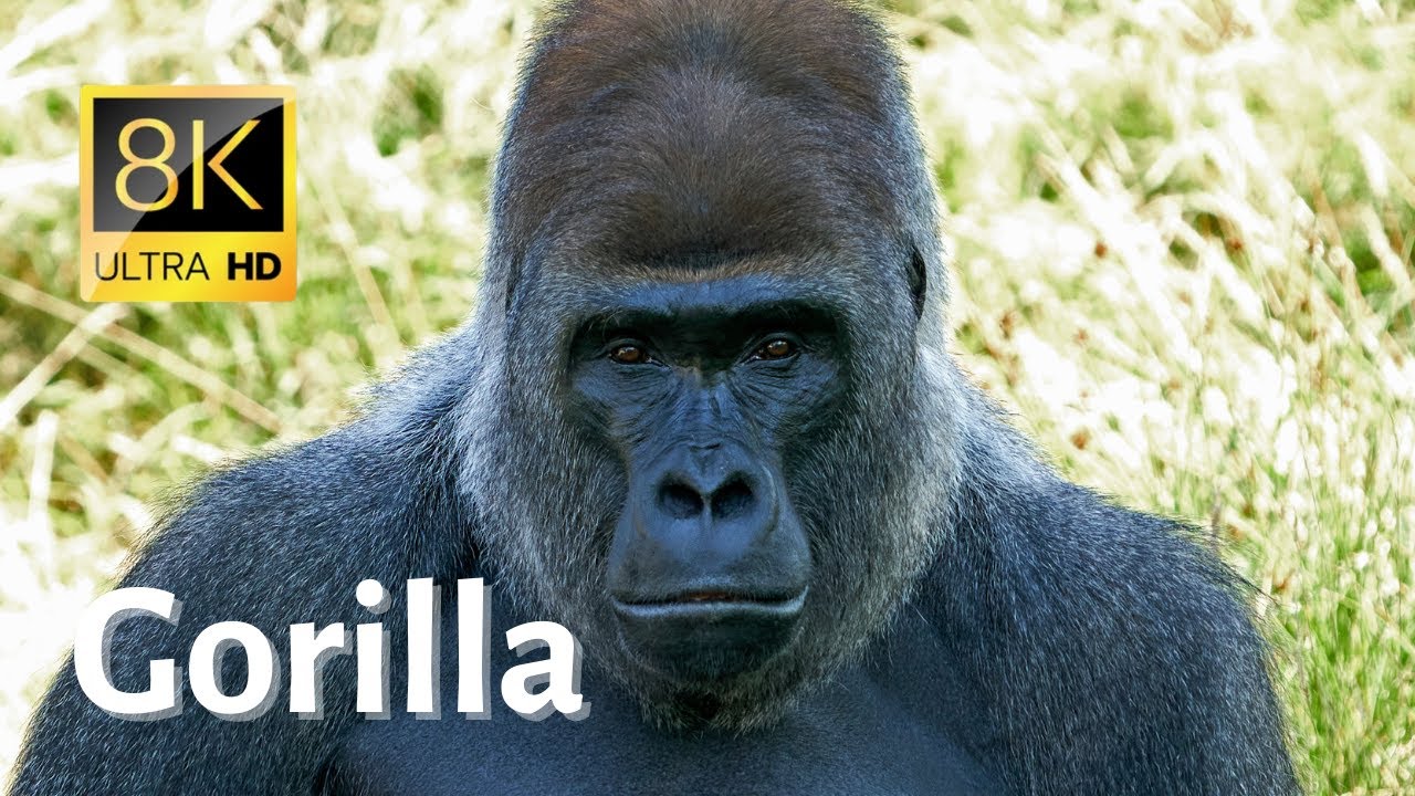 Impressive close-ups of Gorillas in a forest and Zoo - 8k [Ultra HD ...